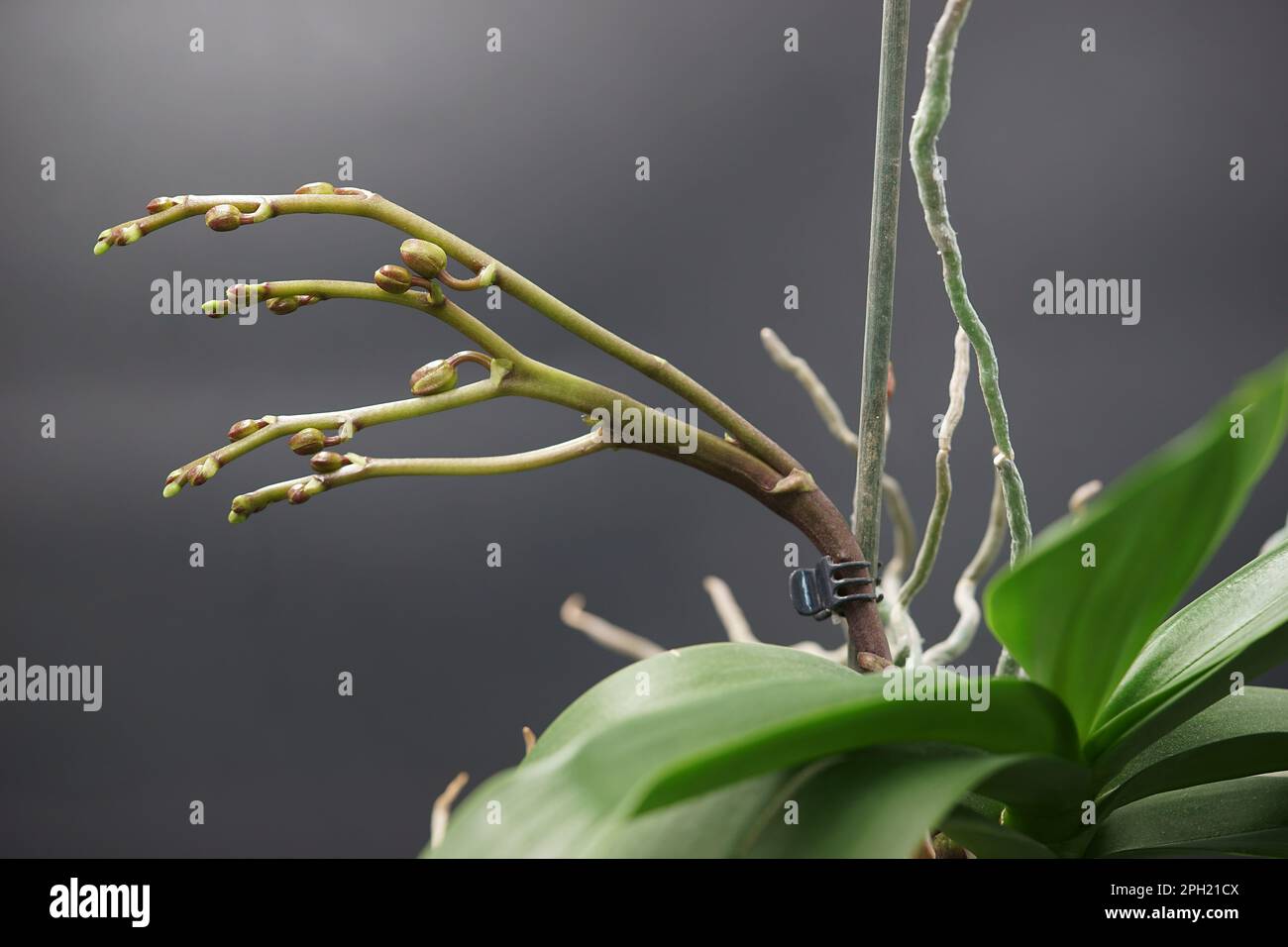 Plant: Multiple flower branches on single phalaenopsis orchid spike and ...