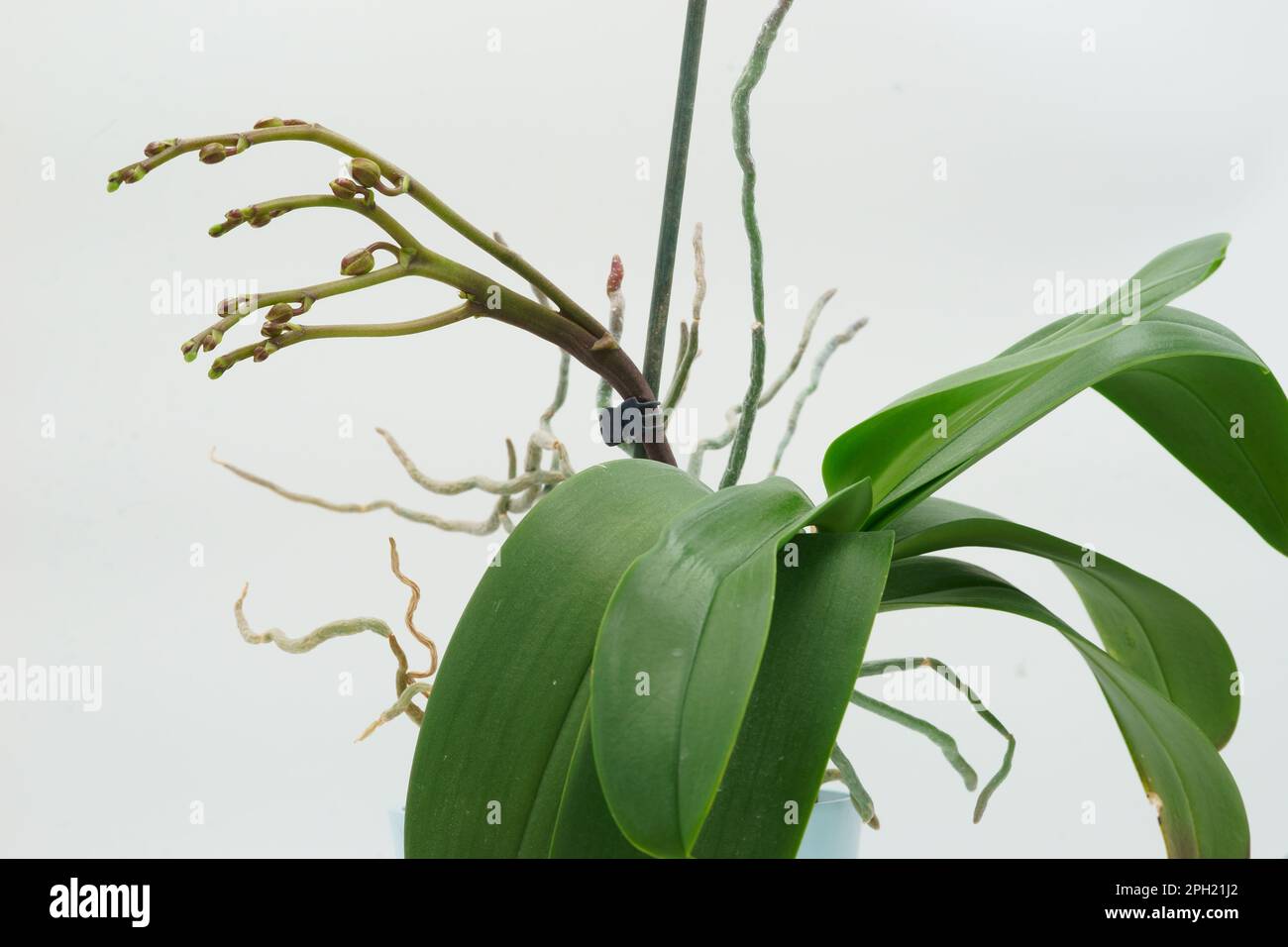 Plant: Multiple flower branches on single phalaenopsis orchid spike and ...
