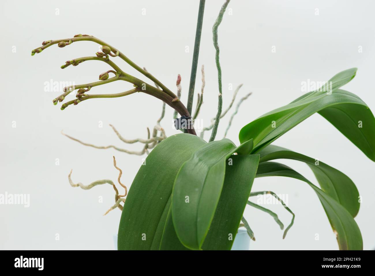 Plant: Multiple flower branches on single phalaenopsis orchid spike and ...