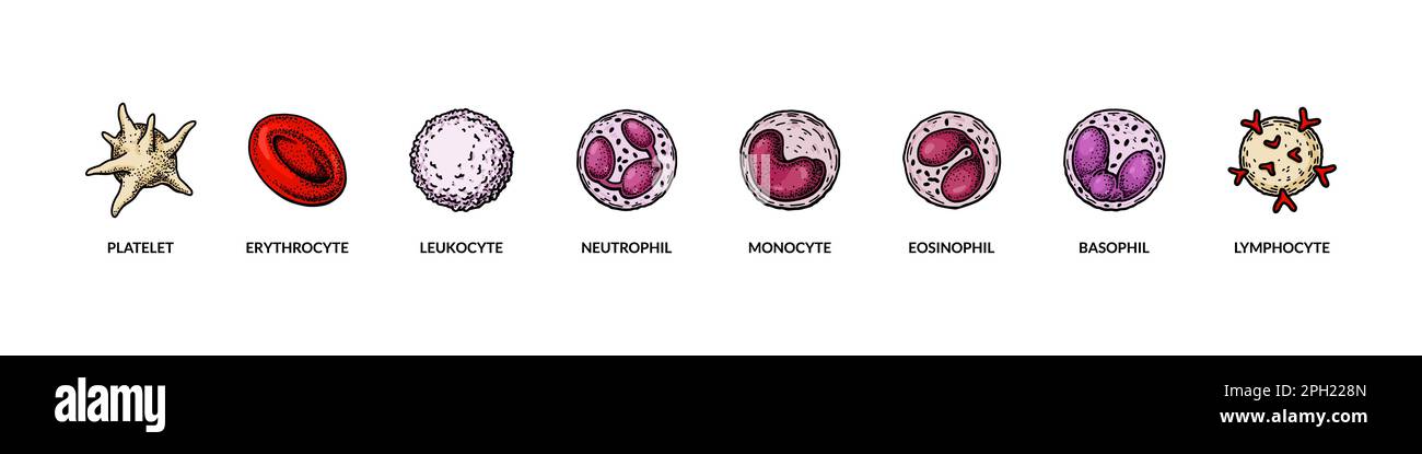 Blood cells isolated on white background. Scientific microbiology ...