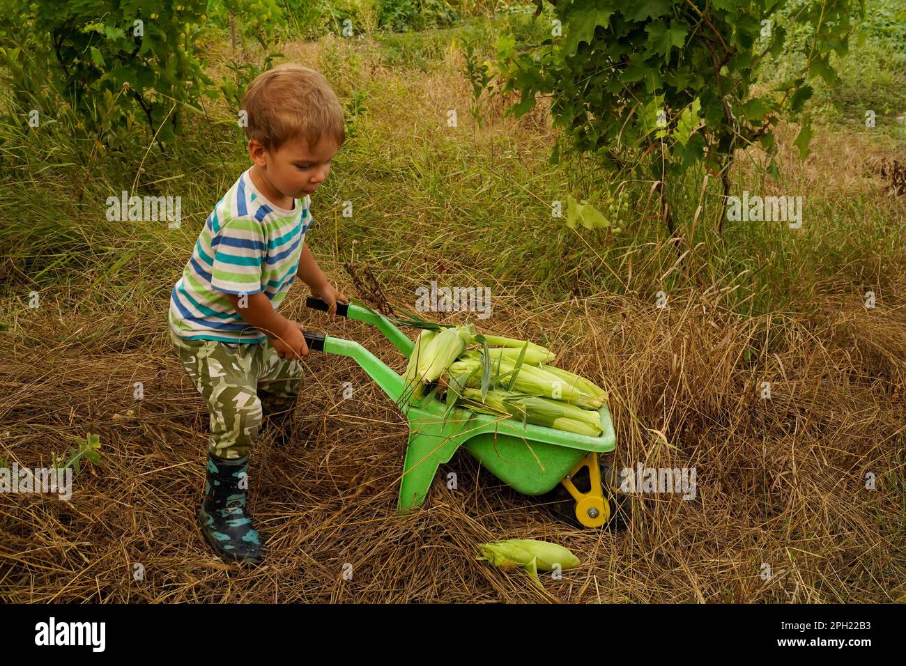 A little boy farmer carries his corn crop in a toy wheelbarrow. A ...