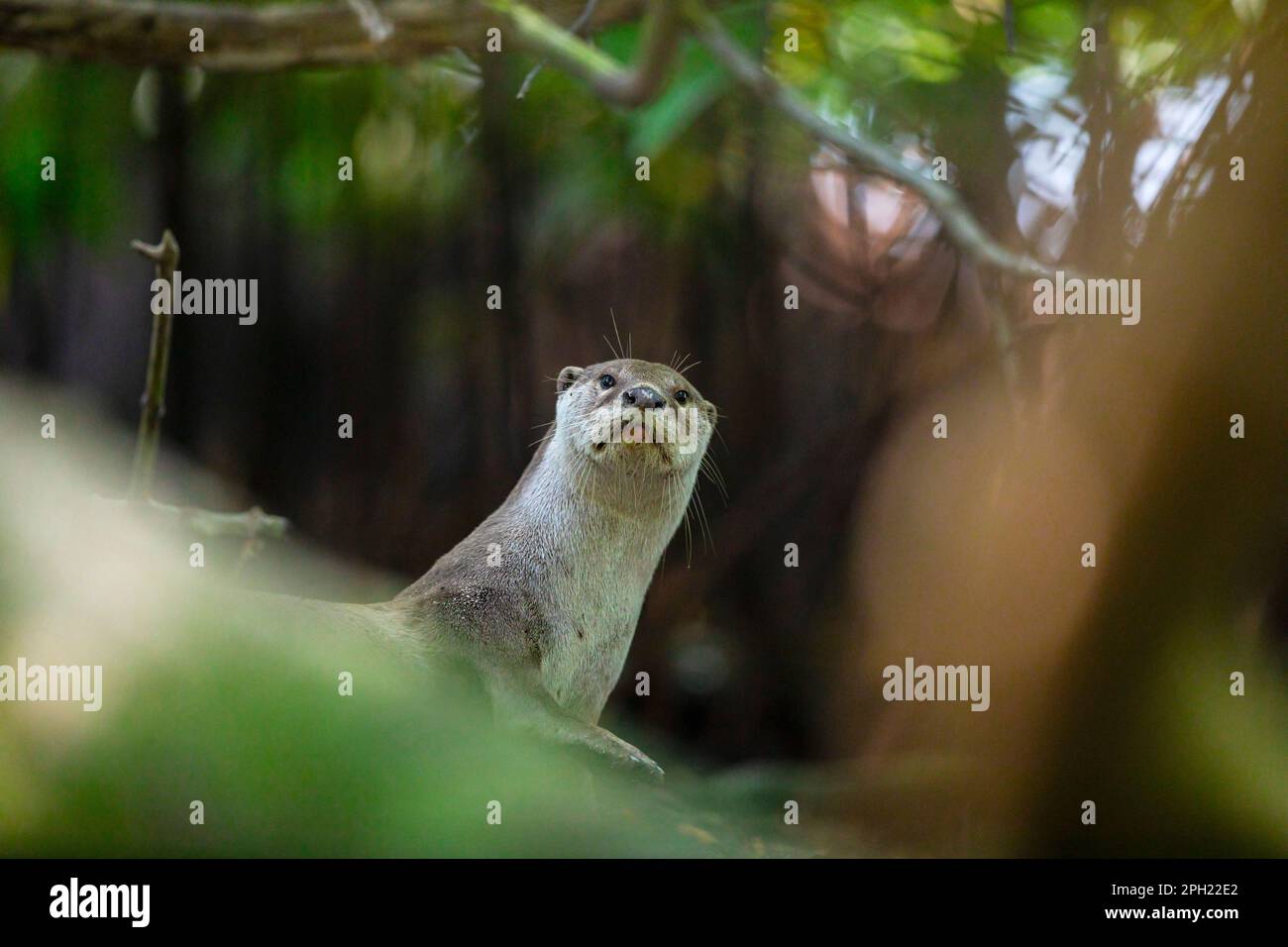 A smooth coated otter looks at the camera while resting on a beach in a ...