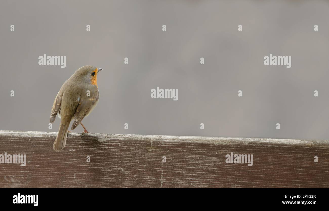 Sitting bird hi-res stock photography and images - Alamy