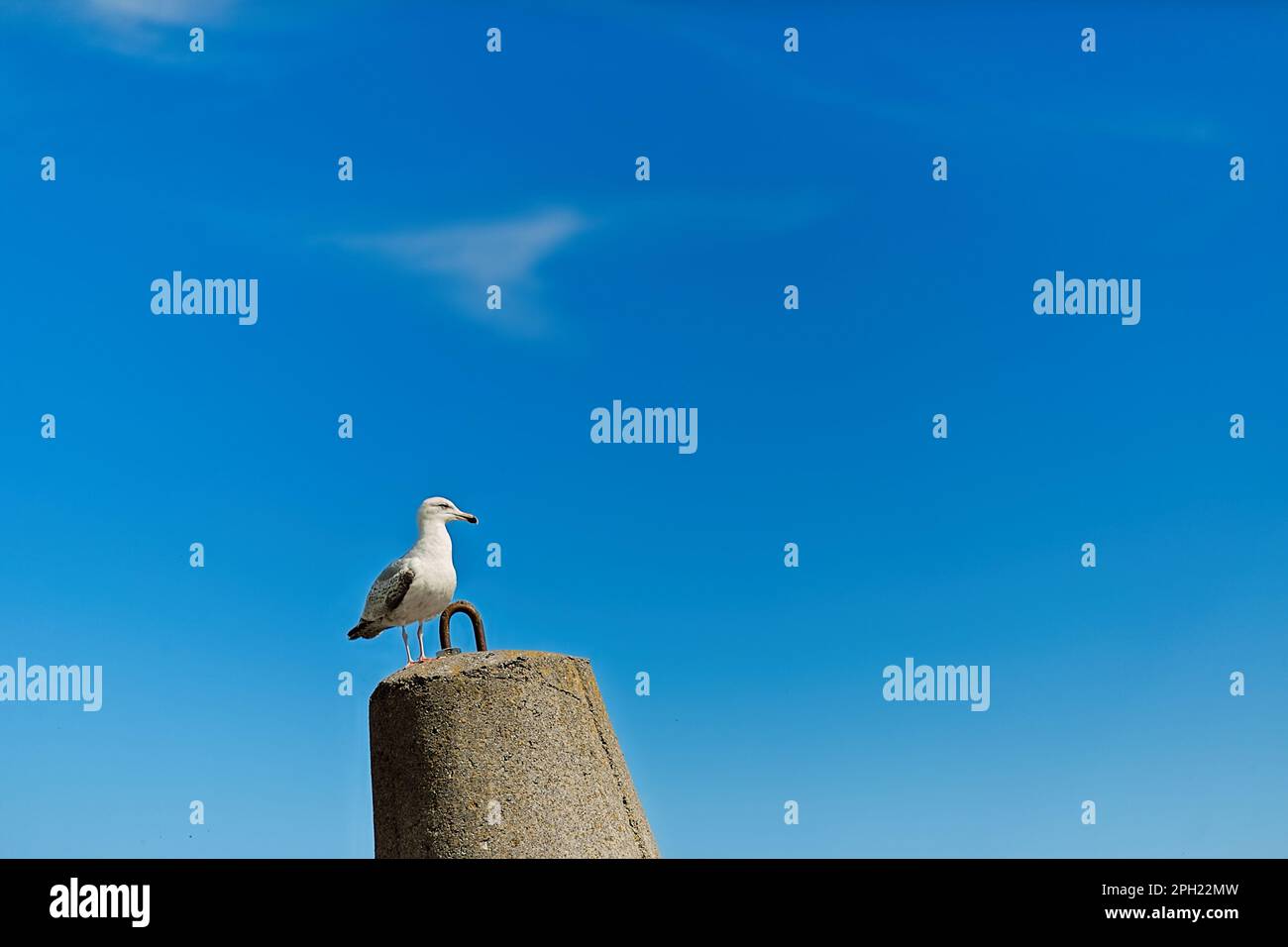 A seagull sitting on the concrete reinforcements of the port in ...