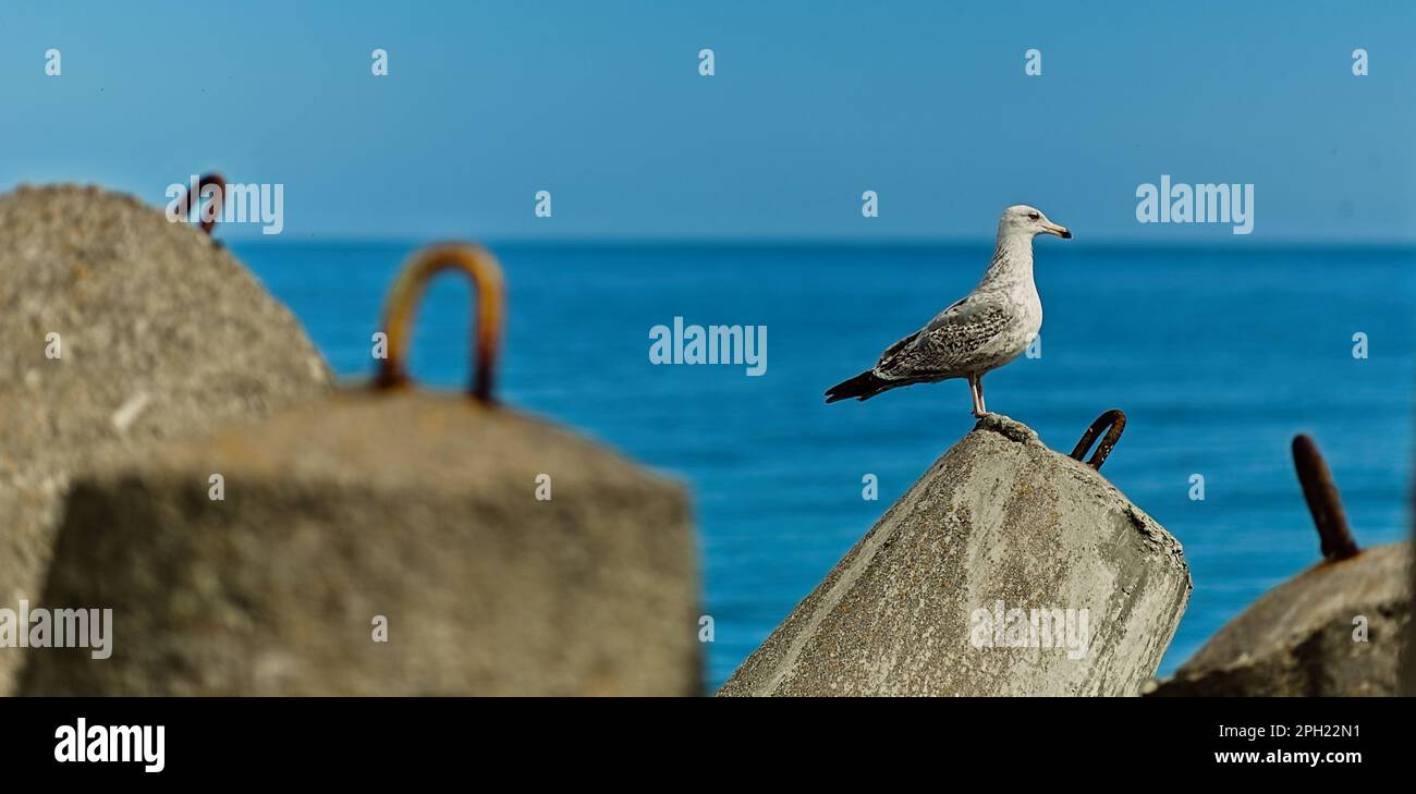 A seagull sitting on the concrete reinforcements of the port in ...