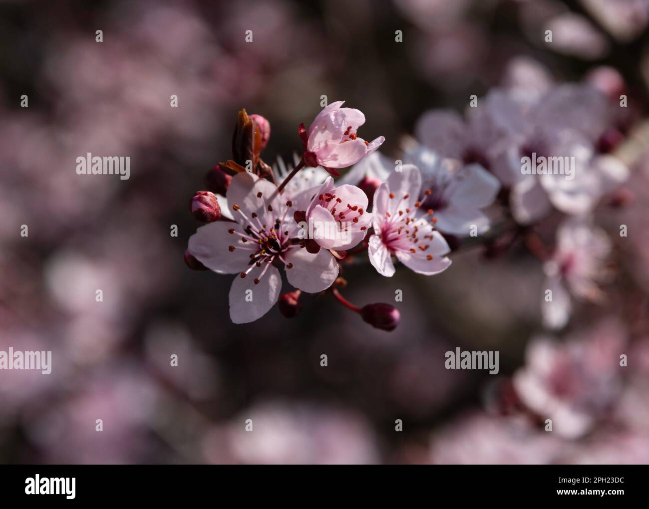Plum flower tree hi-res stock photography and images - Alamy