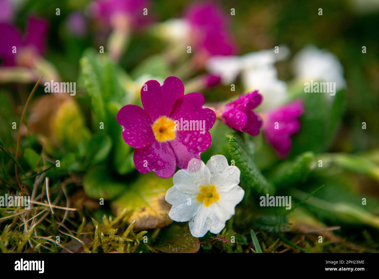 Primulaceae rain hi-res stock photography and images - Alamy