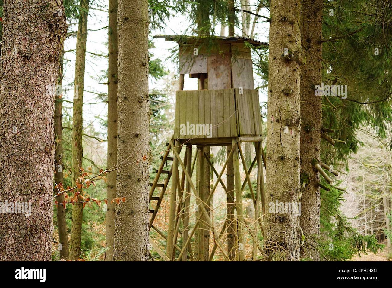 A tall tower stands in a wooded area with an abundance of trees ...