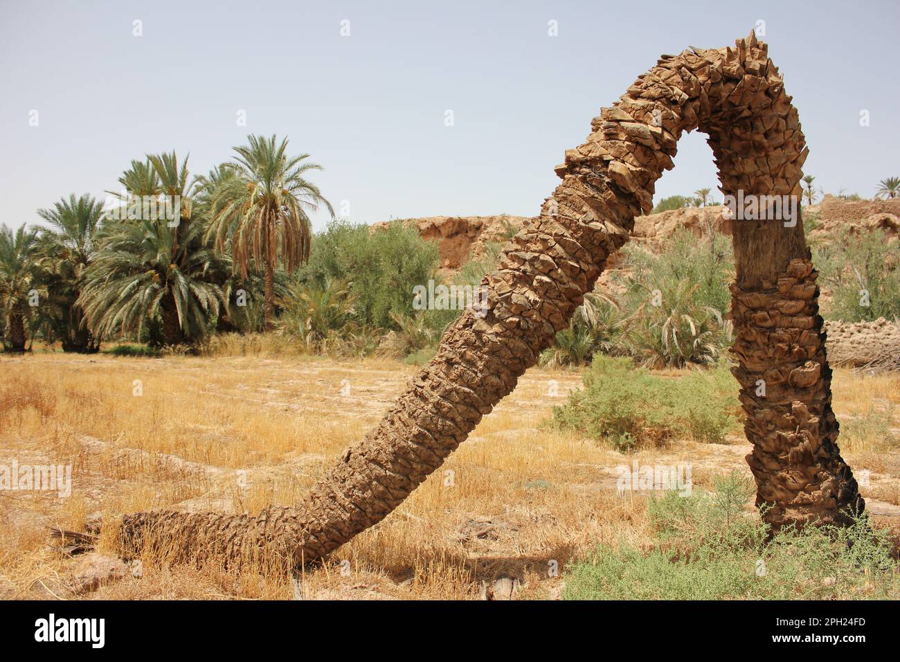 A large tree trunk folded over into the ground in an arid area Stock ...