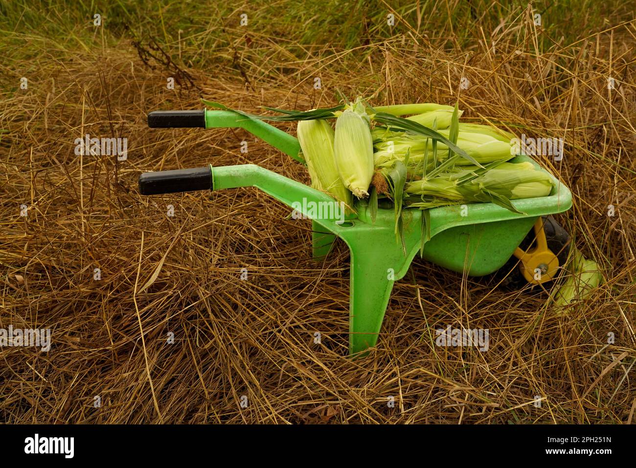 Children's toy wheelbarrow with a corn crop. Organic products from the ...