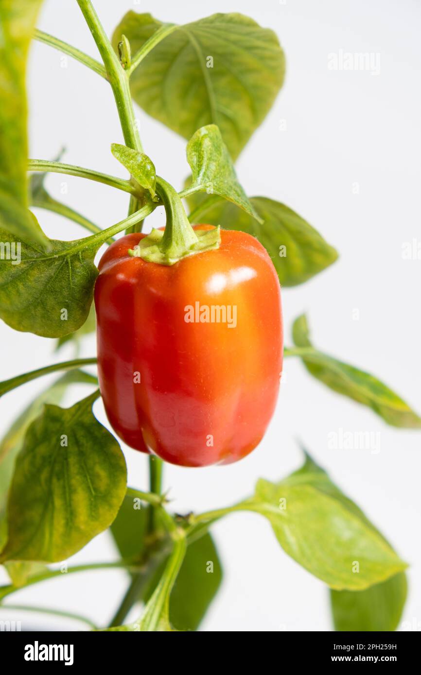 Growing peppers from seeds. Step 11 - small red pepper on the branch ...