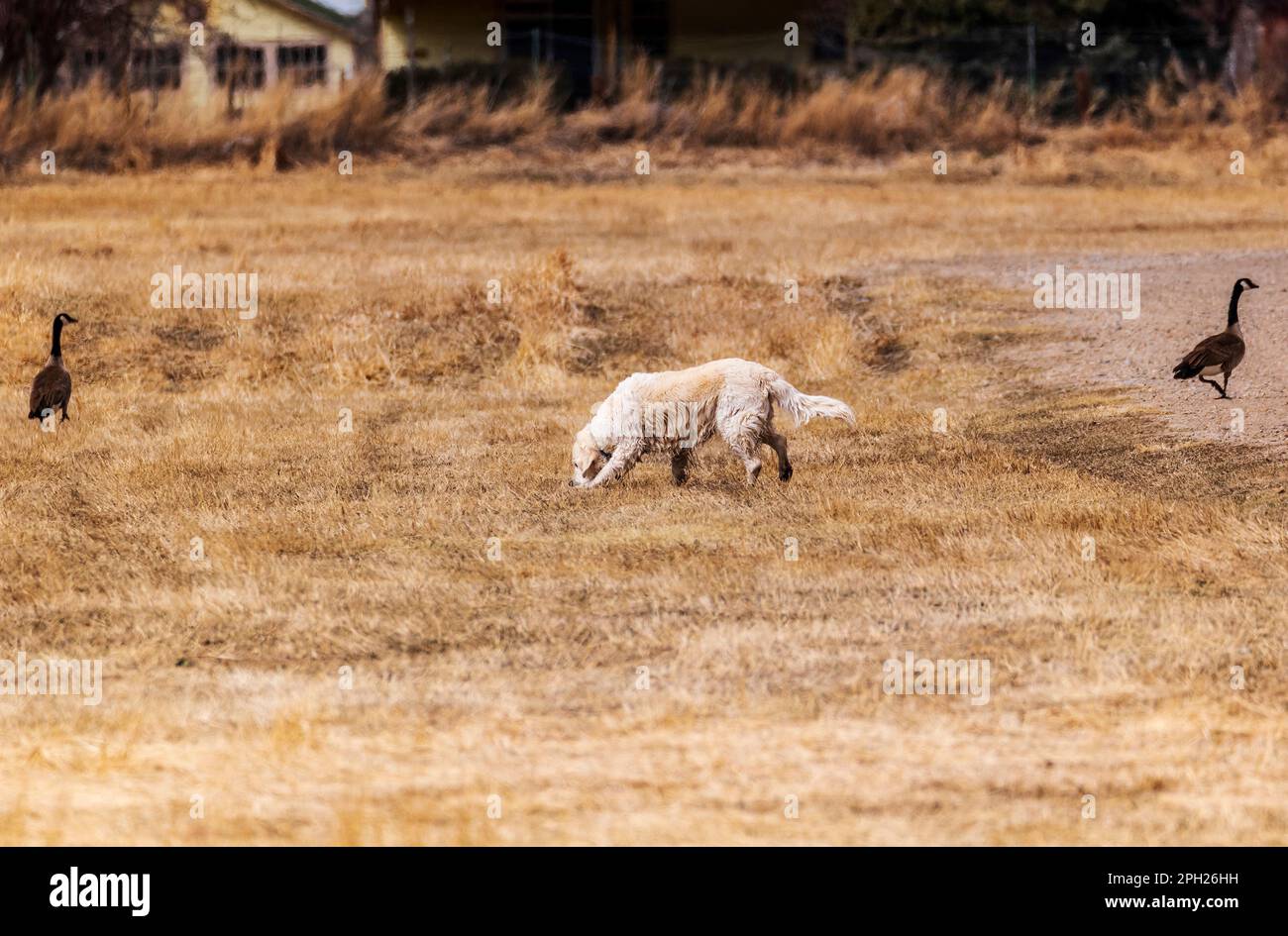 Platinum colored Golden Retriever dog and Canadian Geese on a central ...