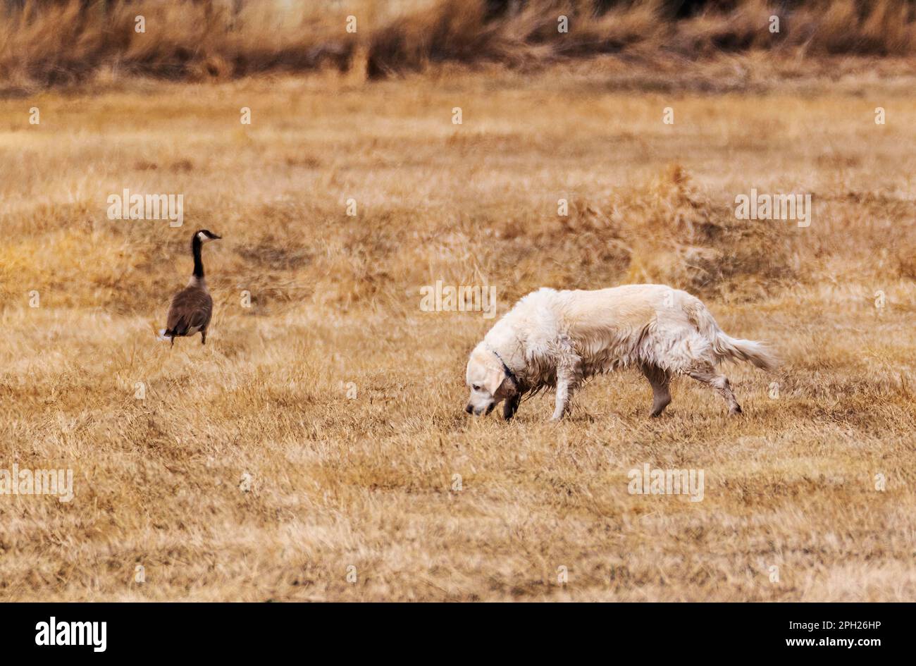 Platinum colored Golden Retriever dog and Canadian Geese on a central ...