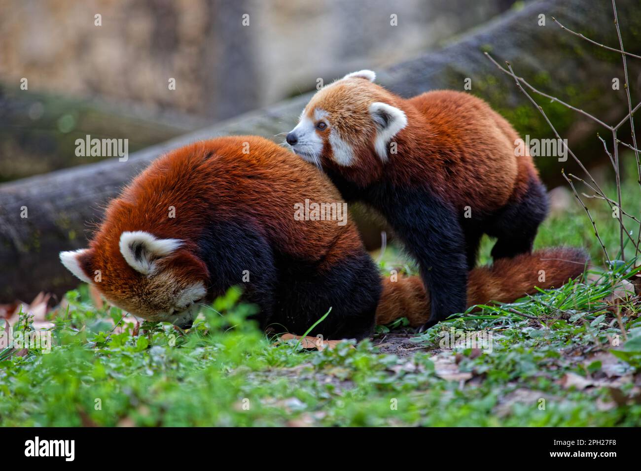 Red Panda Playing