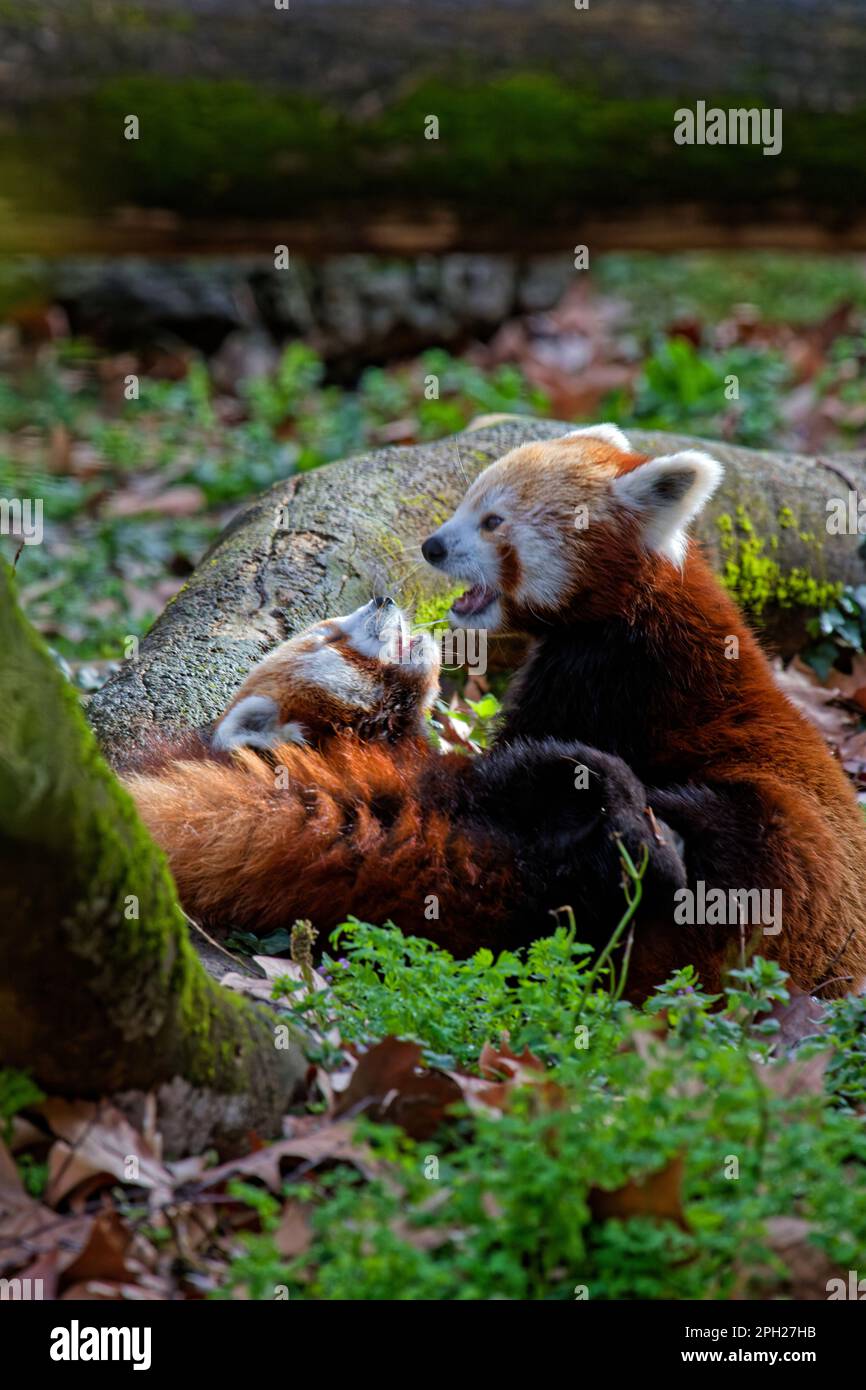 Young red panda playing on a forest ground Stock Photo - Alamy