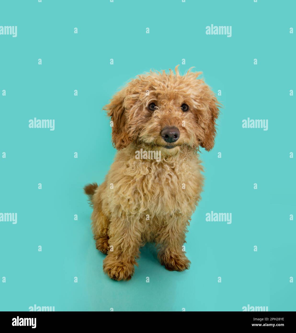 Red poodle hi-res stock photography and images - Alamy