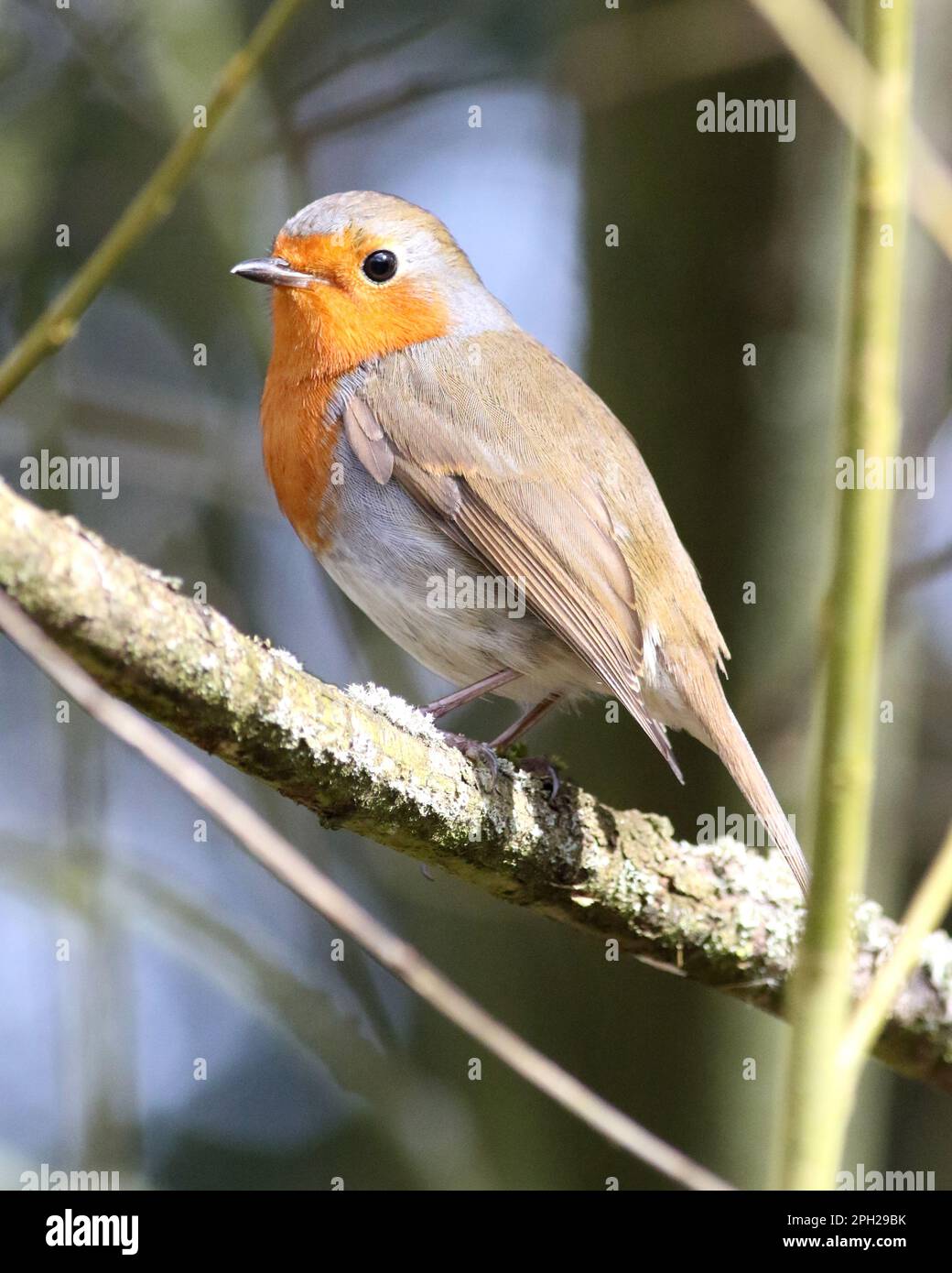 Kent winter bird branch hi-res stock photography and images - Alamy