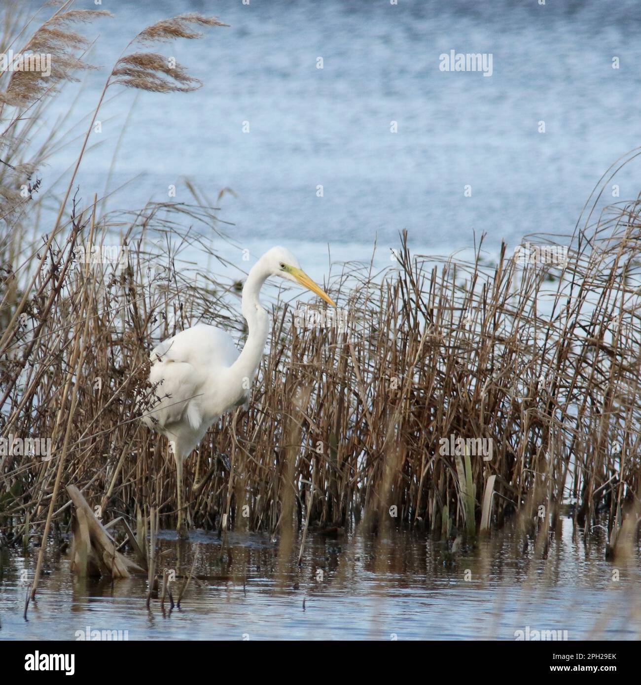Ardea alba kent hi-res stock photography and images - Alamy