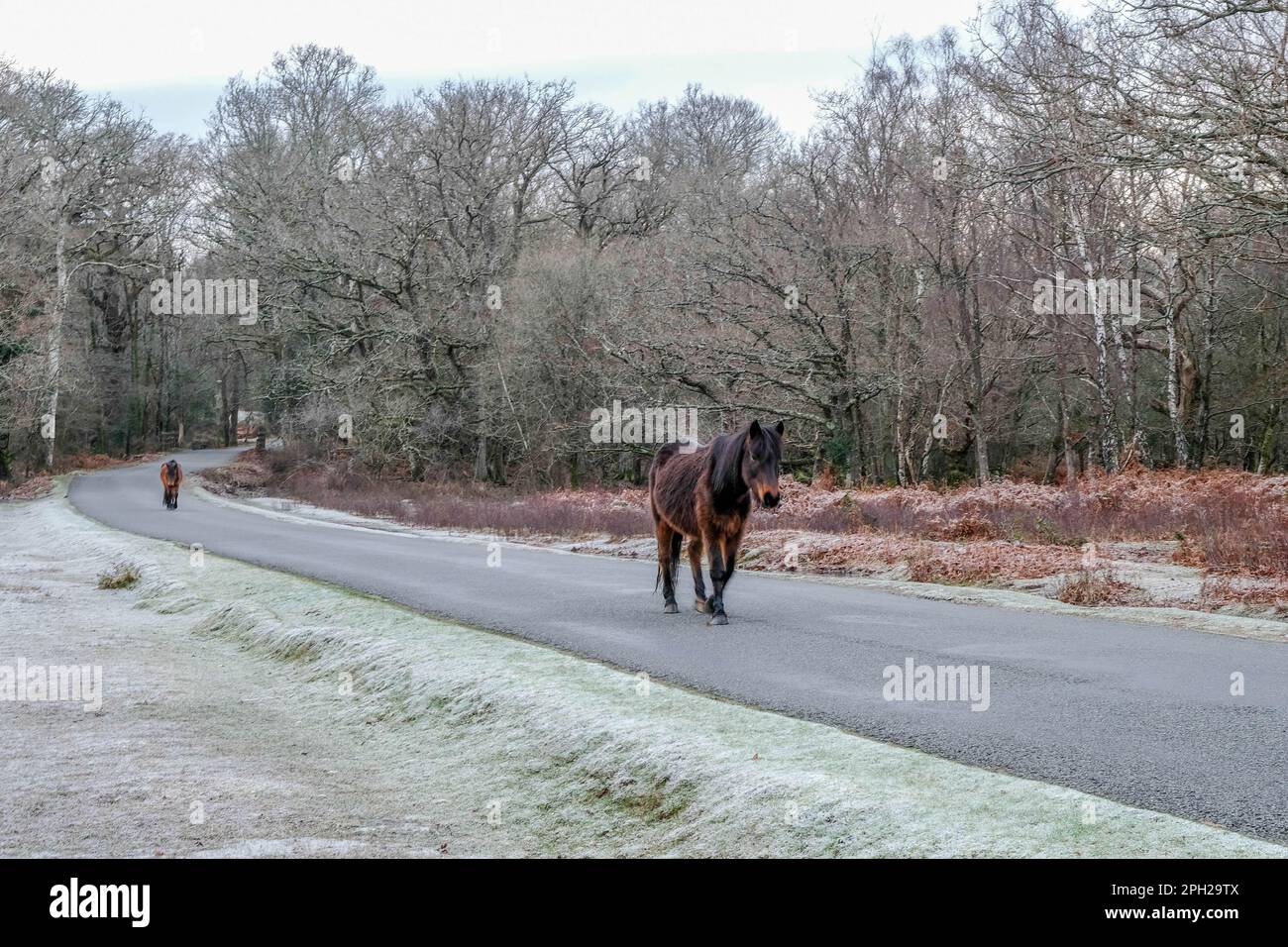 New Forest Ponies The New Forest Hampshire Stock Photo - Alamy