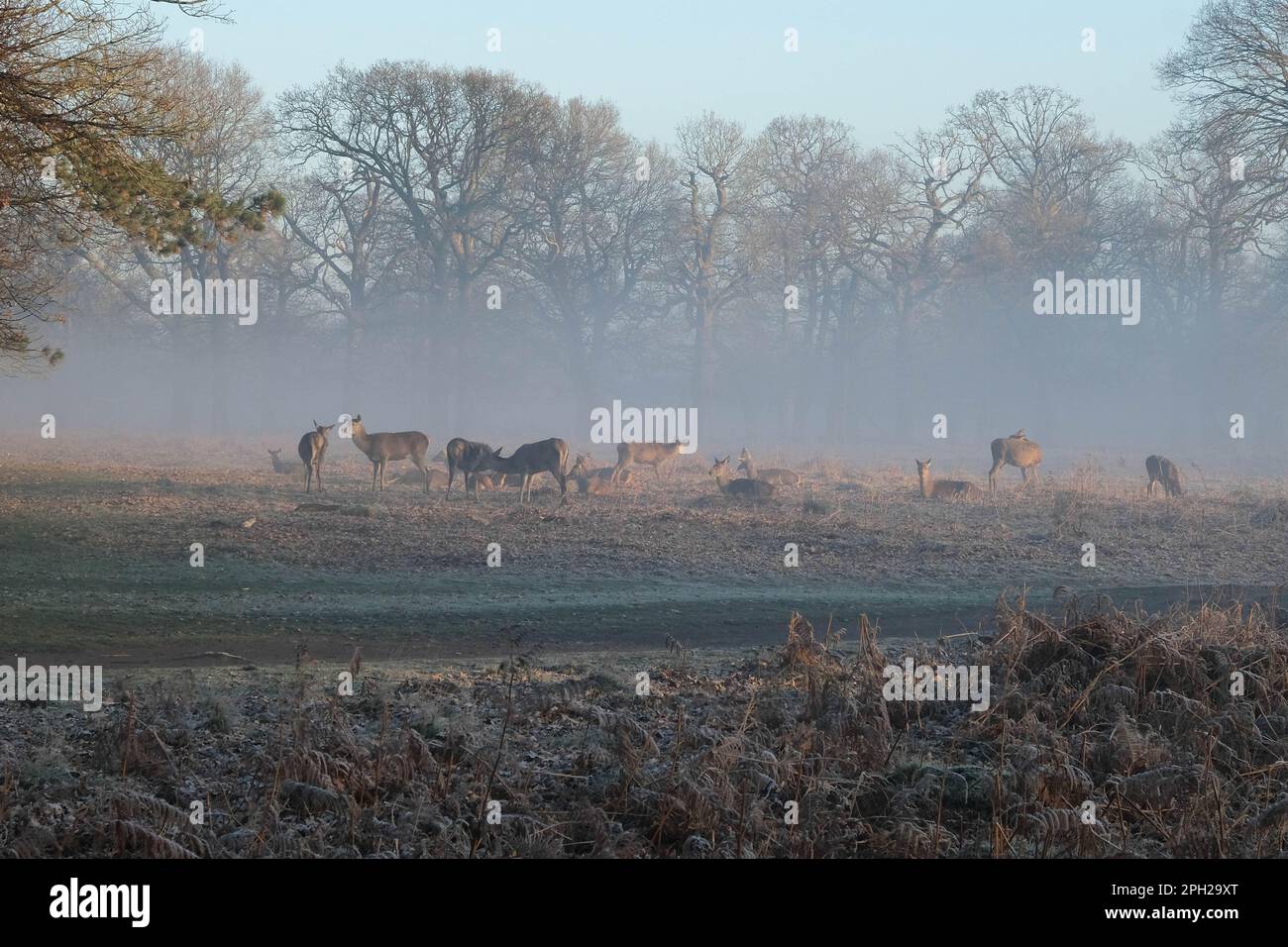 Red Deer in the Mist at Bushy Park Stock Photo - Alamy