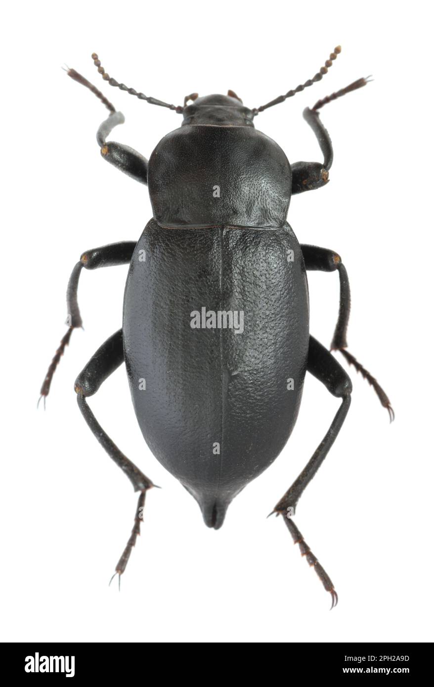 Mucronate churchyard beetle, cellar beetle (Blaps lethifera ...