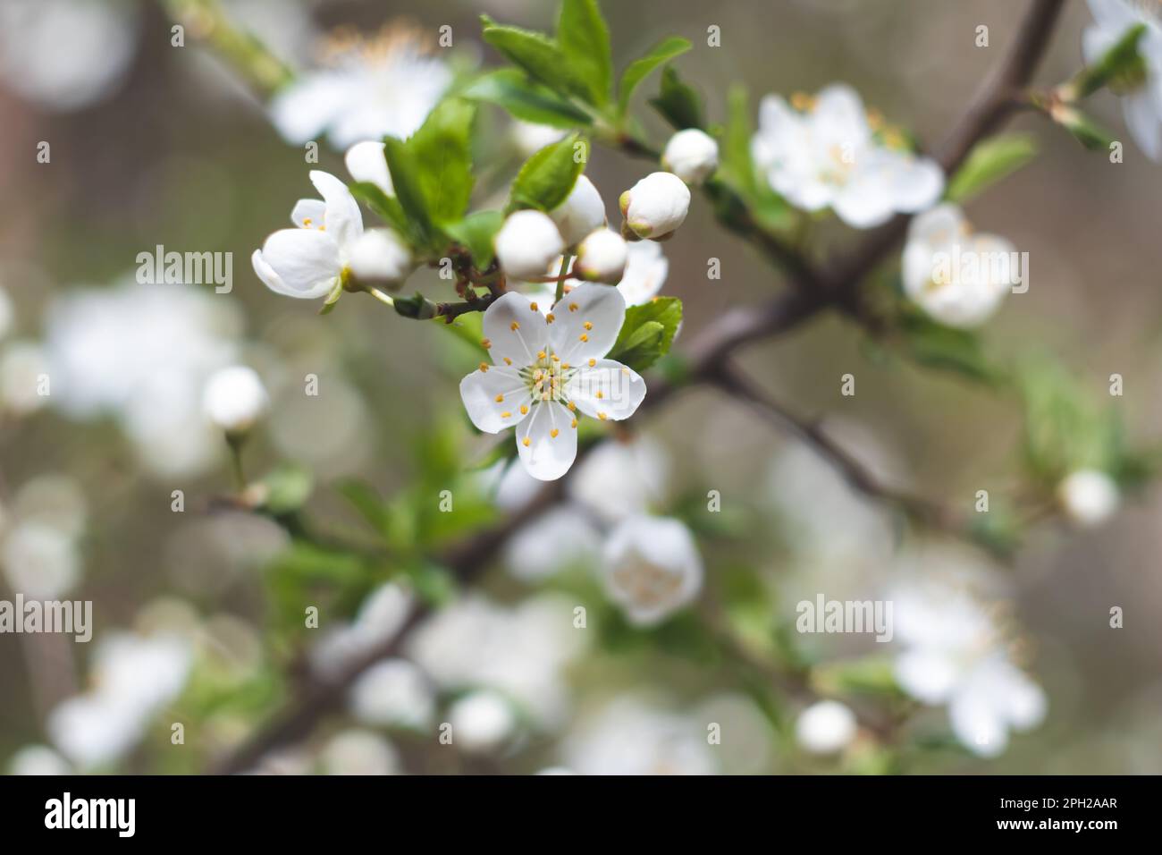 Spring cherry blossom, fresh flowers. Fruit tree branch. Blooming ...