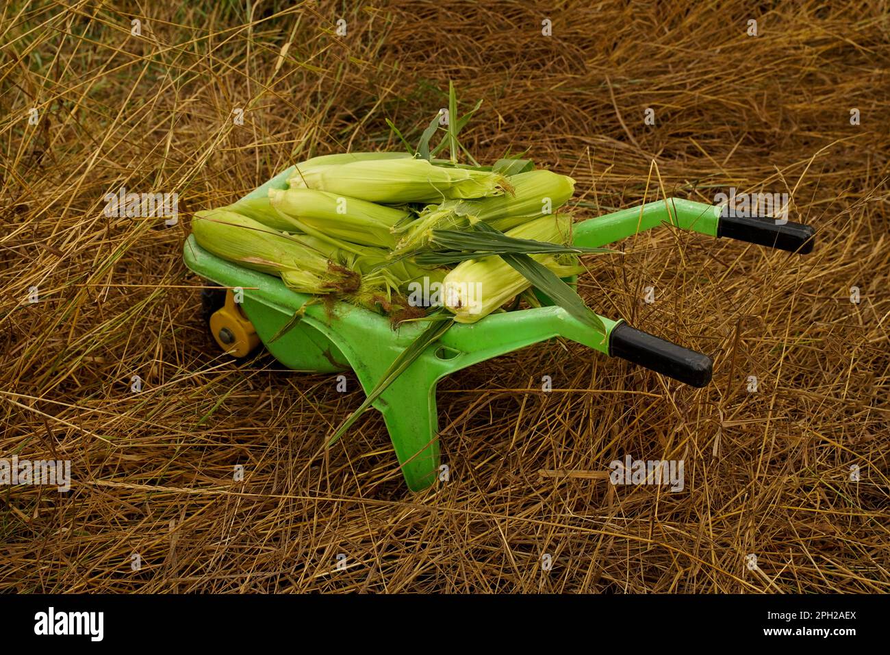 Children's toy wheelbarrow with a corn crop. Organic products from the ...