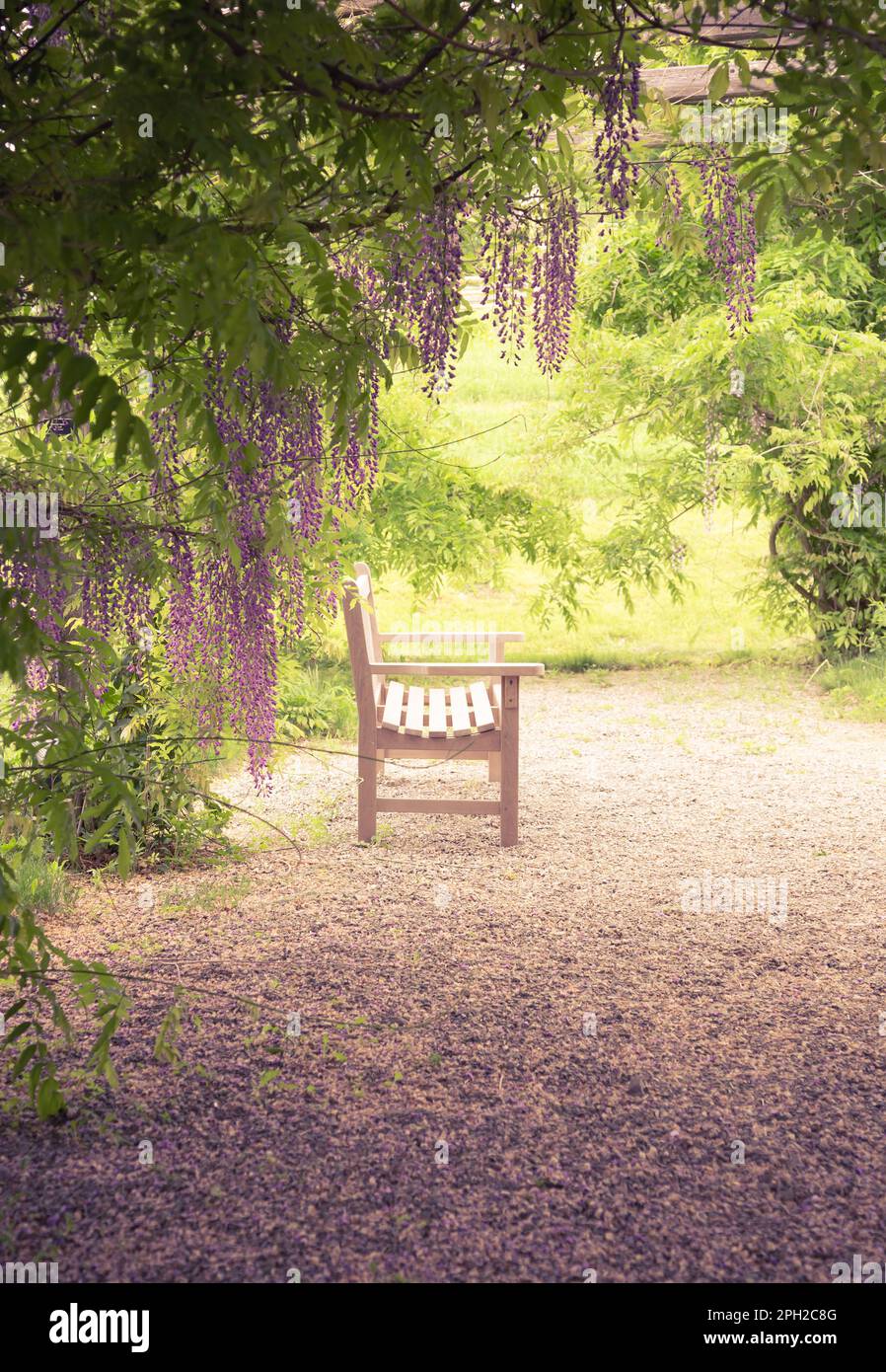 Vertical image of a bench in a lovely garden surrounded by wisteria ...