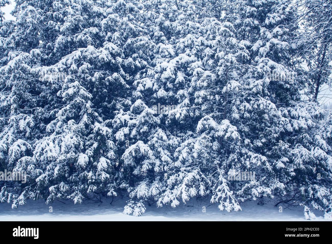Snow on Cedar trees Stock Photo - Alamy