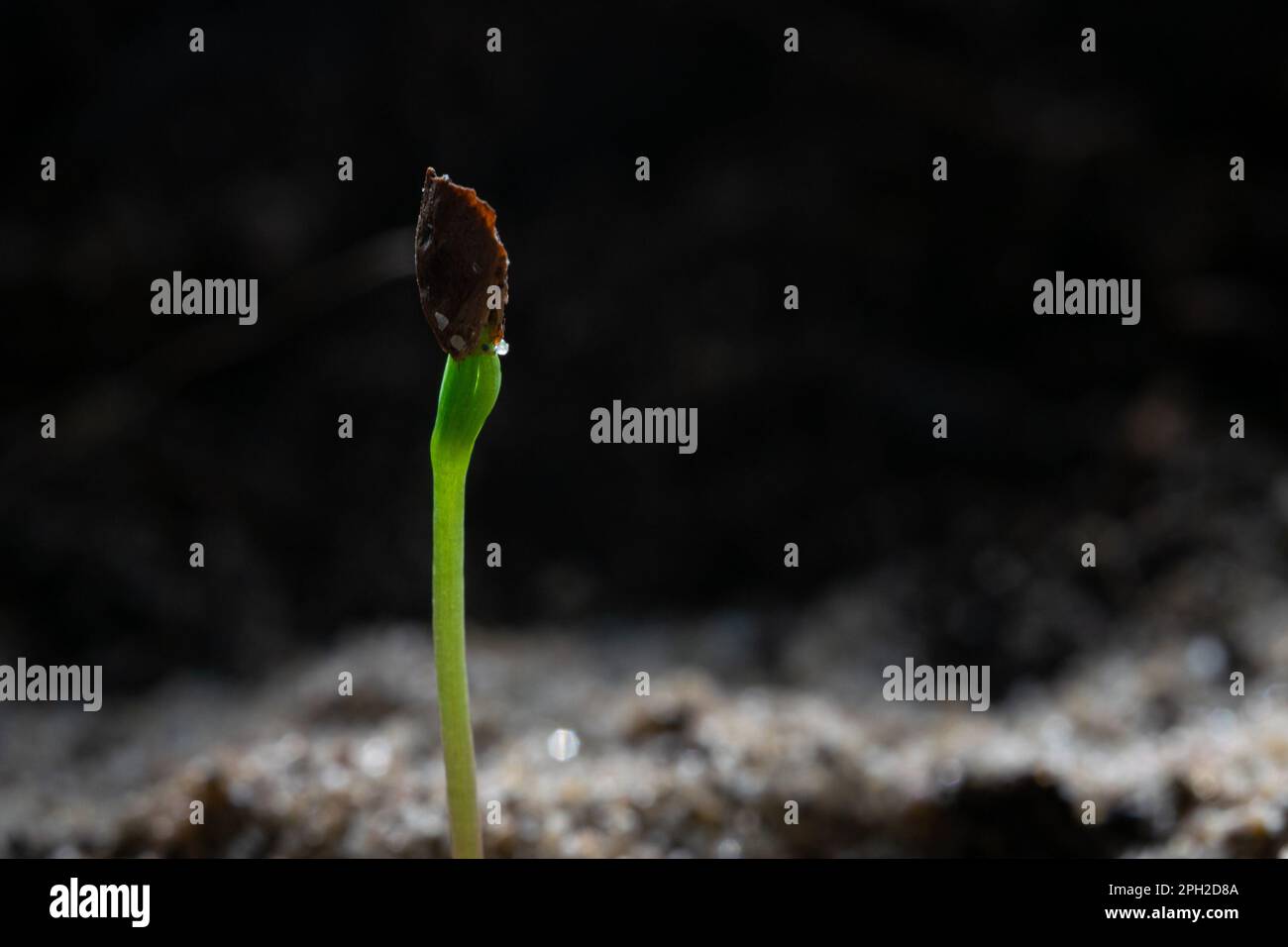Larch seedling plant hi-res stock photography and images - Alamy