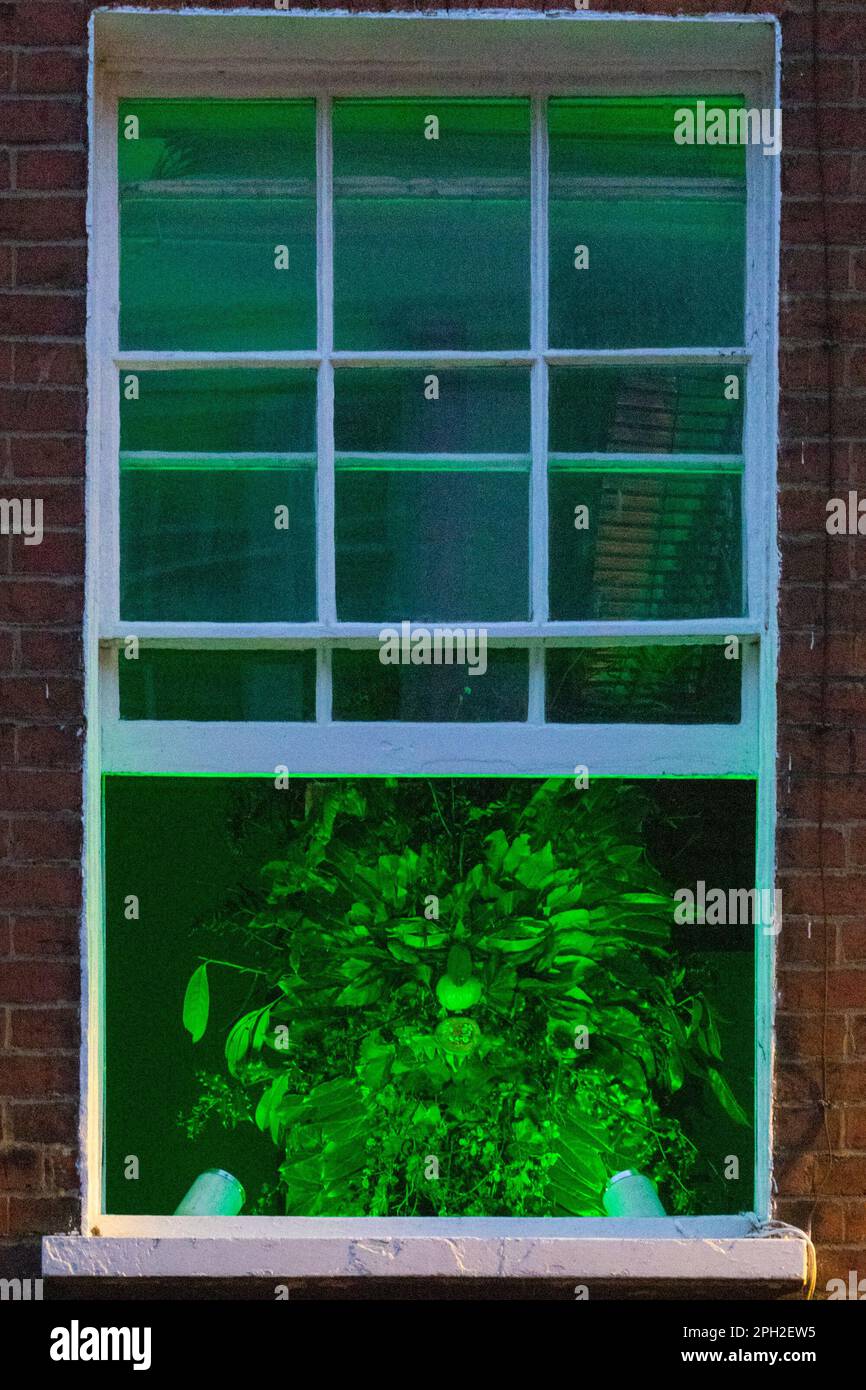 Rye, East Sussex, UK. 25th Mar, 2023. A Rye good window wonderland ...