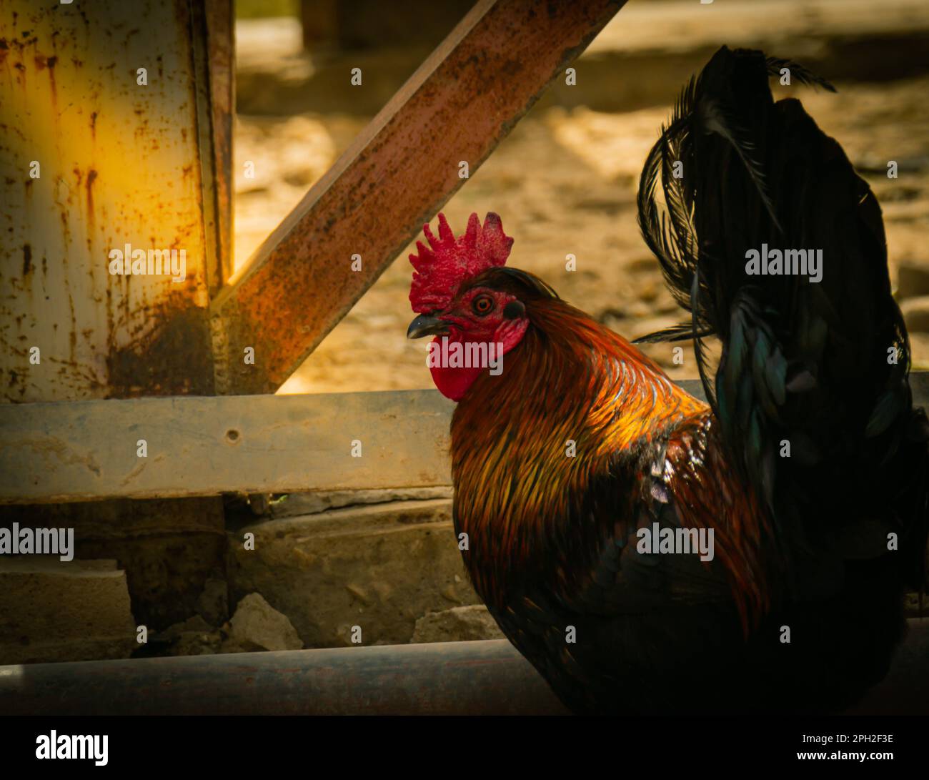 Rooster in a sun rise time Stock Photo - Alamy