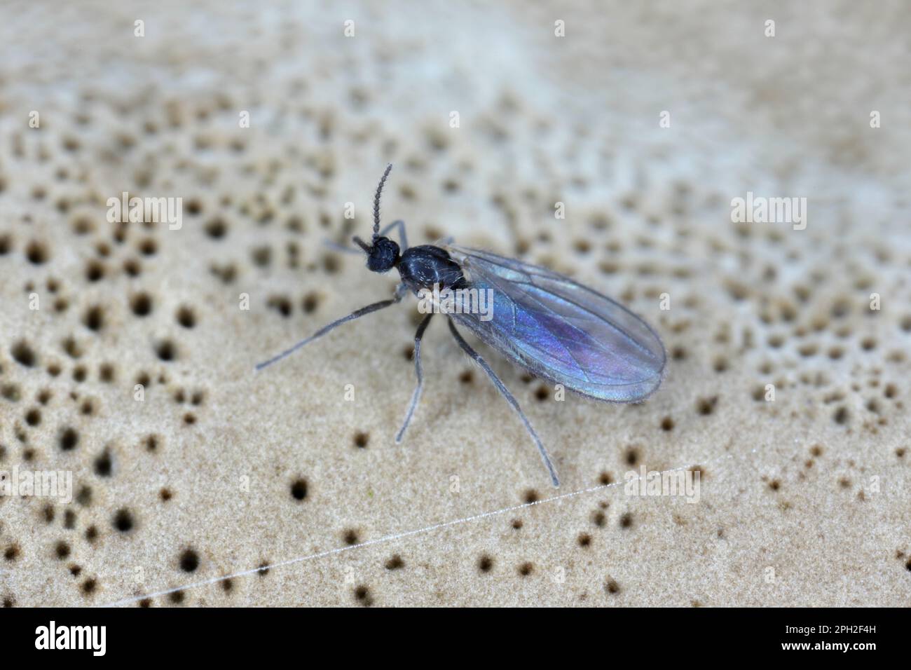 Black winged fungus gnat hi-res stock photography and images - Alamy
