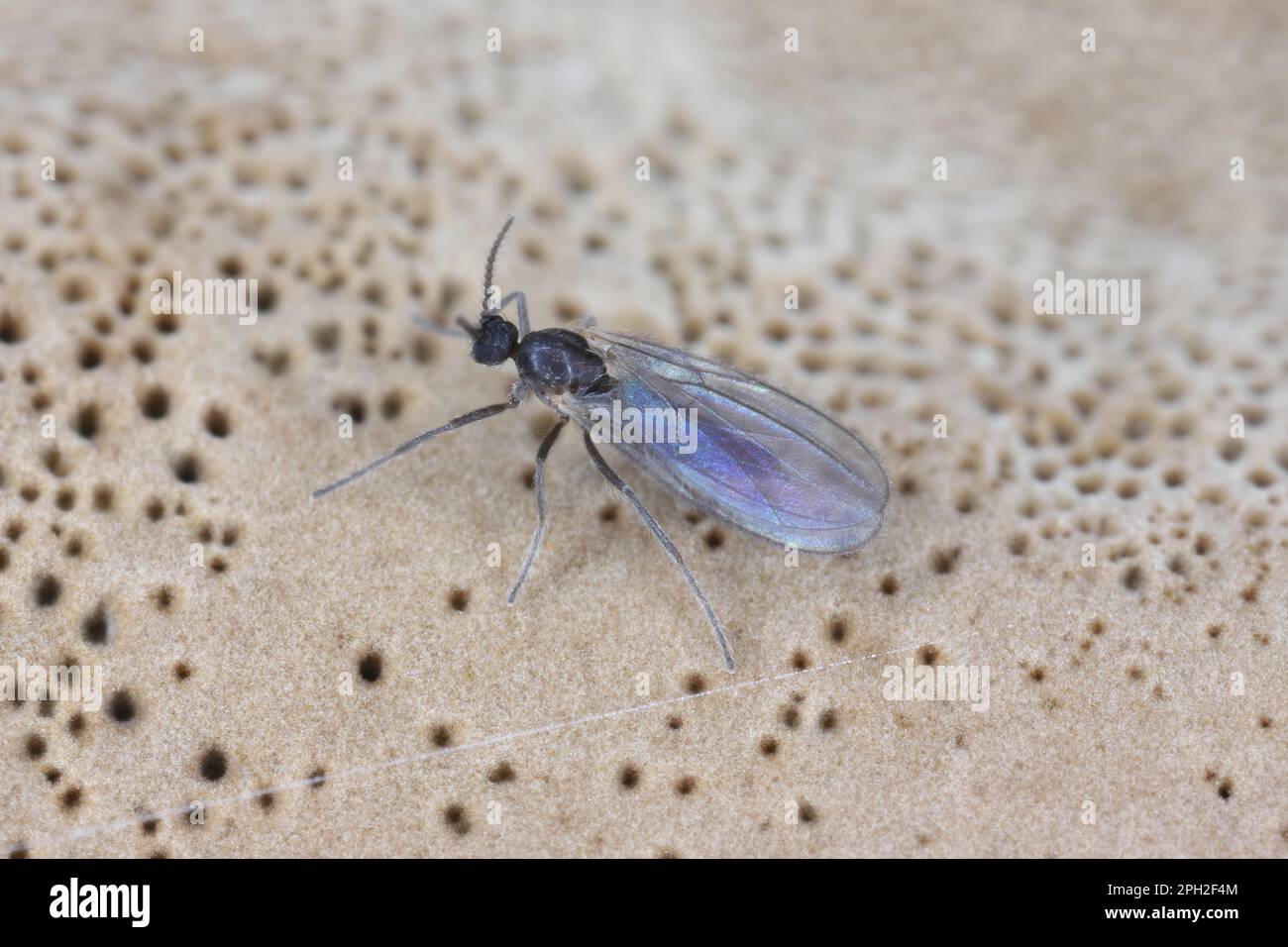 Black winged fungus gnat hi-res stock photography and images - Alamy