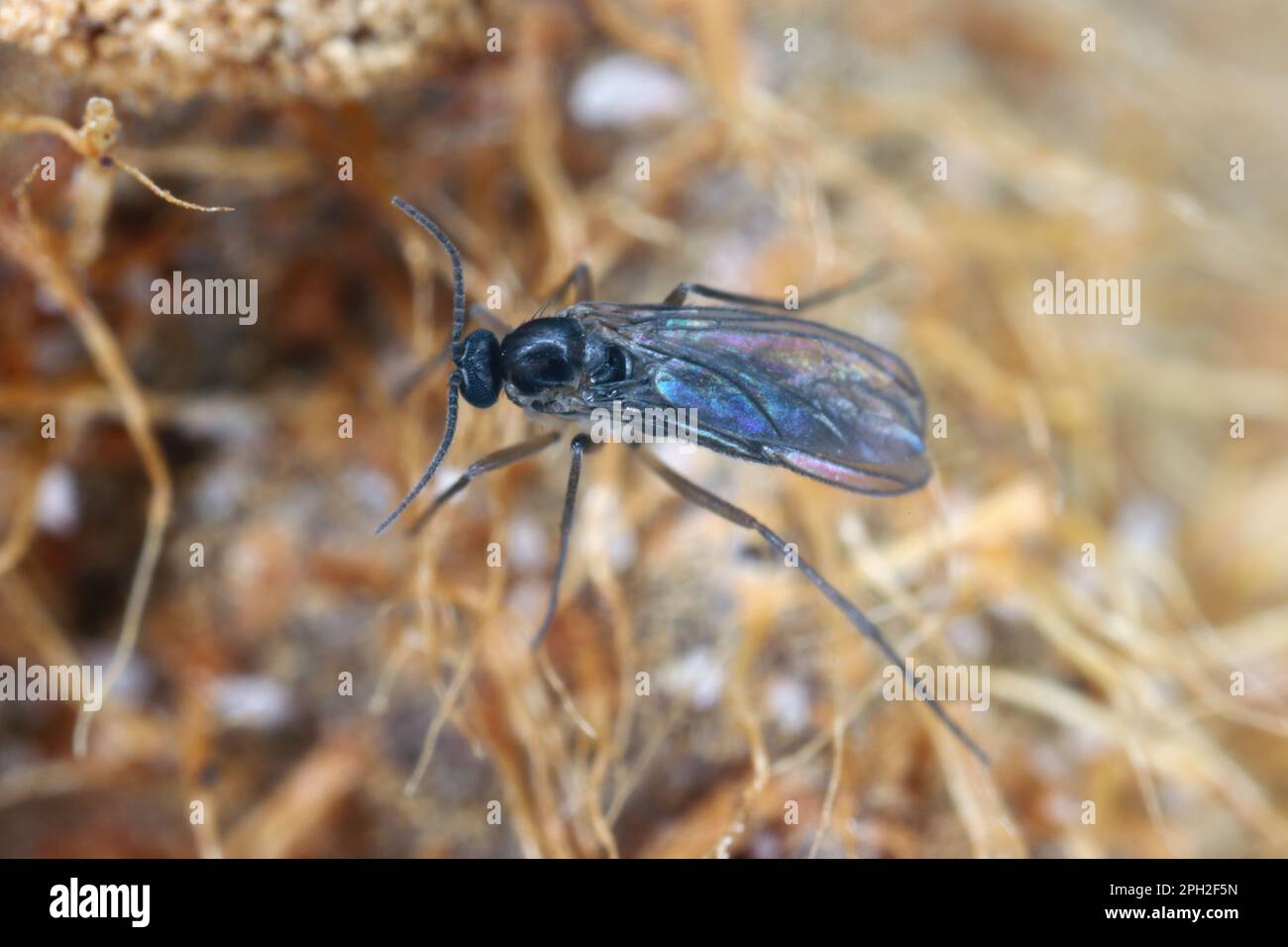 Macro image of a Dark-winged Fungus Gnat (Sciaridae) on perishable ...