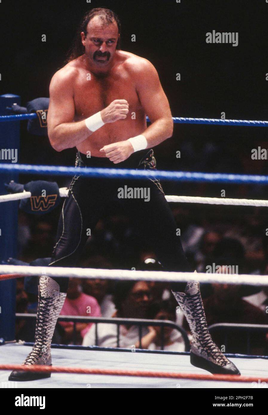 Jake the snake hi-res stock photography and images - Alamy