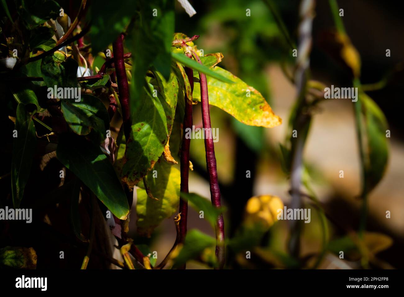 Yard long bean plants hi-res stock photography and images - Alamy