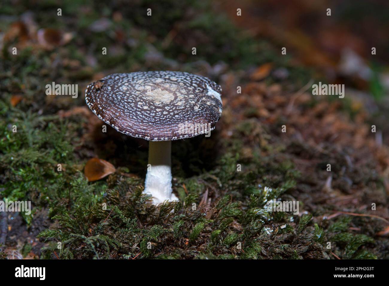 Panther Cap (Amanita pantherina) growing amidst mosses on the ground ...