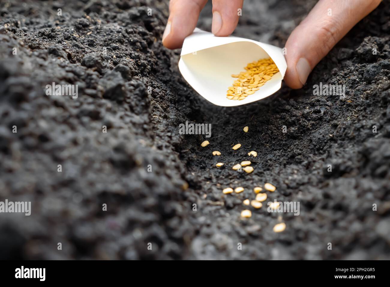 Farmer hand soil sowing seed packet. Sowing season planting seed bags ...