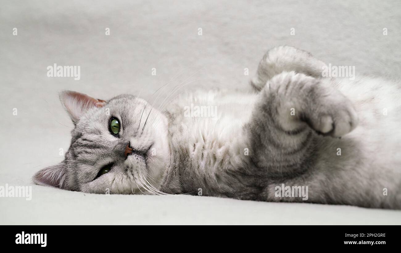Scottish straight cat lies on his back. Cat upside down. Close up white ...