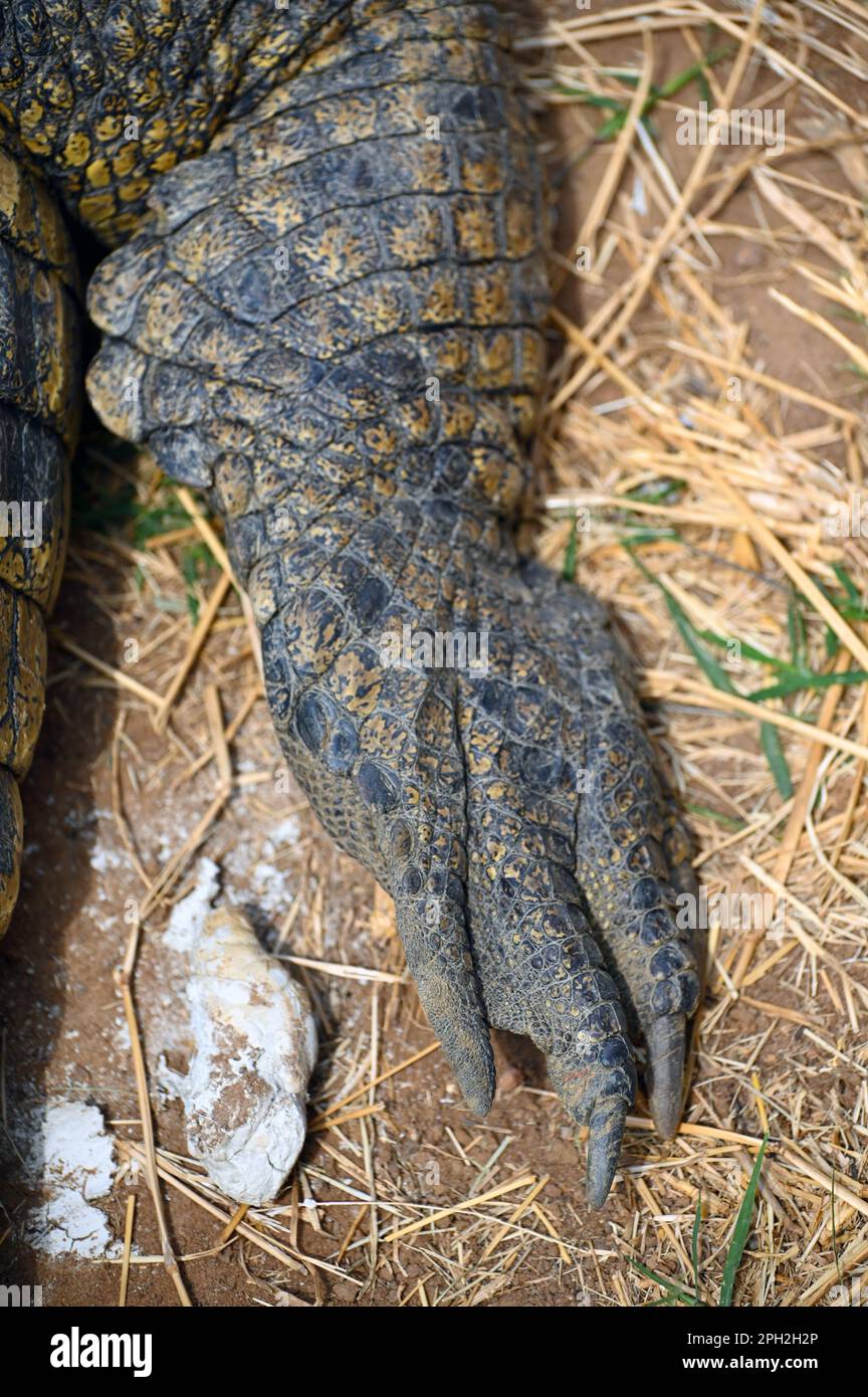 Close up and detail of a foot of a Nile Crocodile, at Kalimba Reptile ...