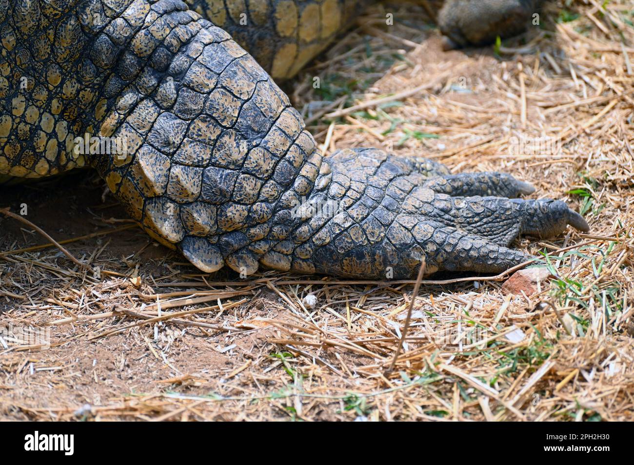 Close up and detail of a foot of a Nile Crocodile, at Kalimba Reptile ...