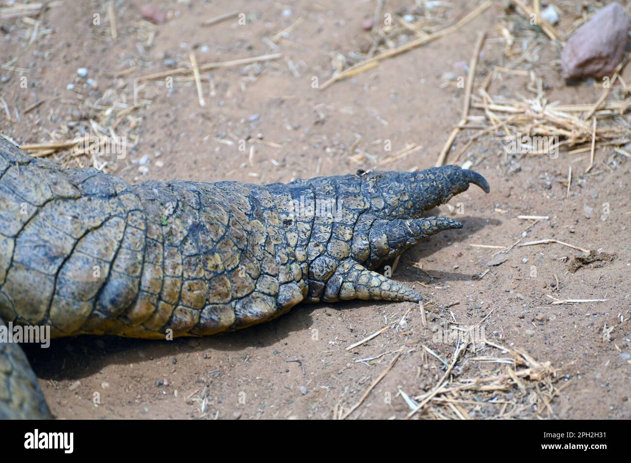 Close up and detail of a foot of a Nile Crocodile, at Kalimba Reptile ...