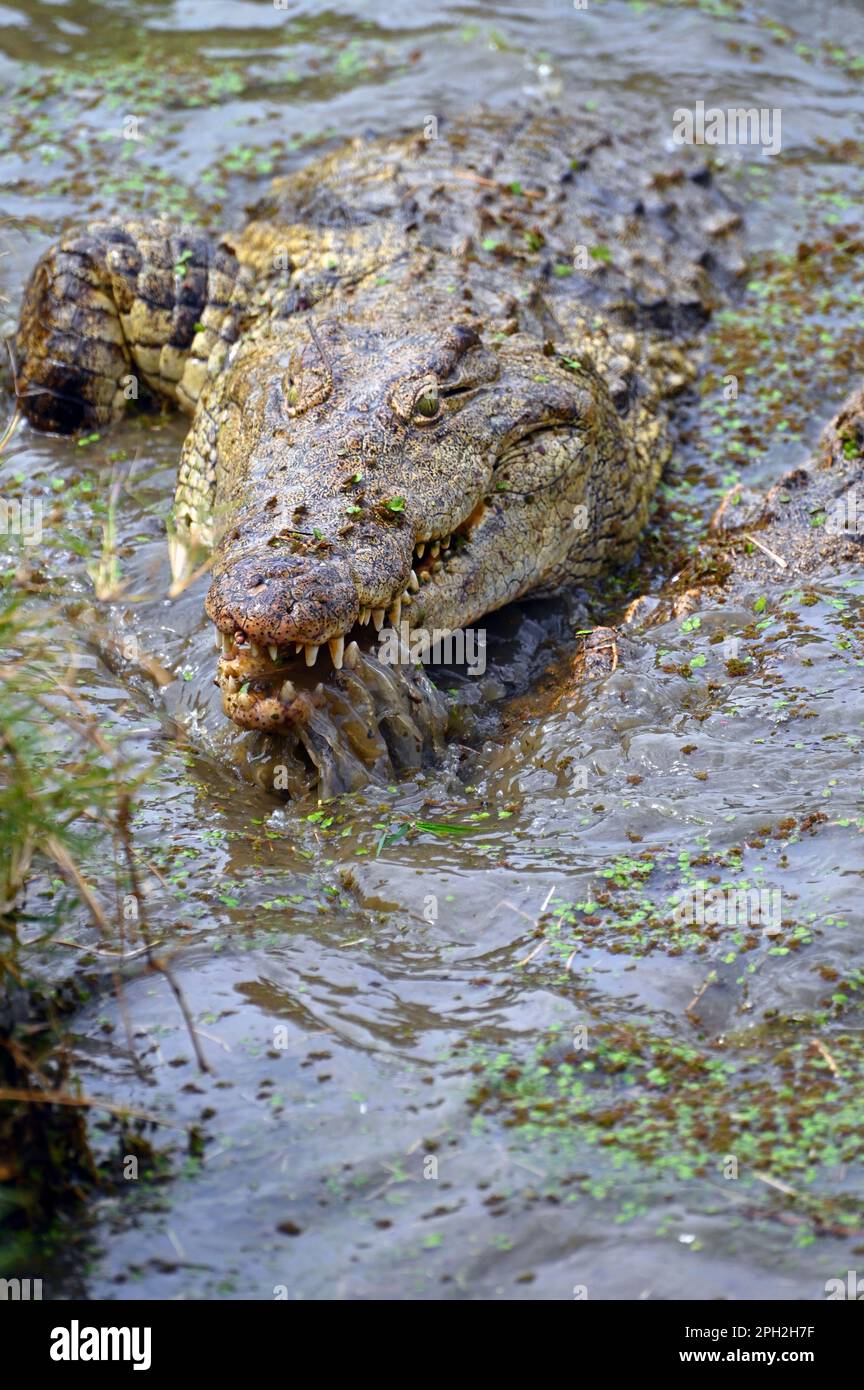 Crocodylus niloticus biology hi-res stock photography and images - Alamy
