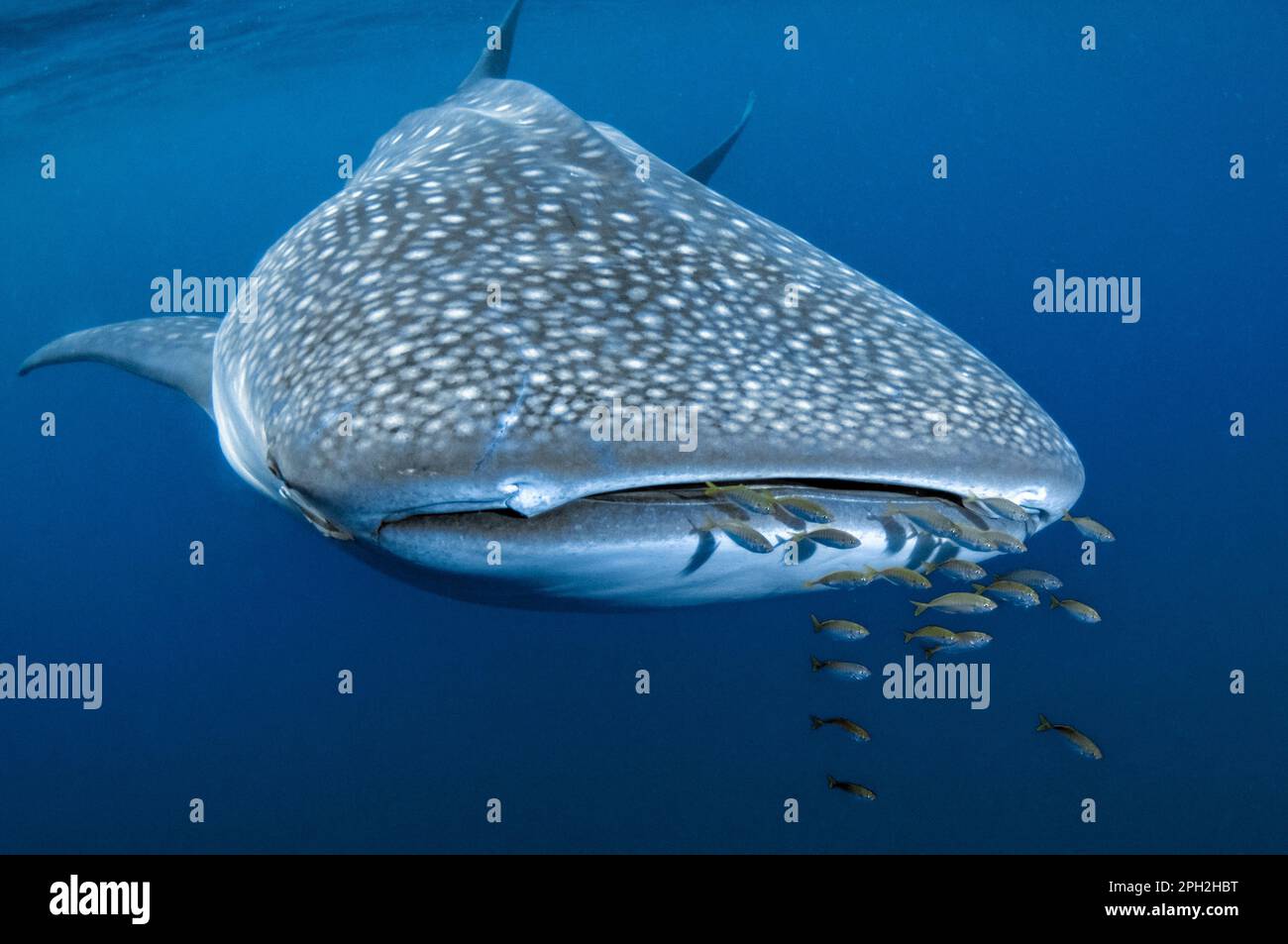 Whale Shark, Rhincodon typus, with small fish, Cenderawasih Bay, West ...