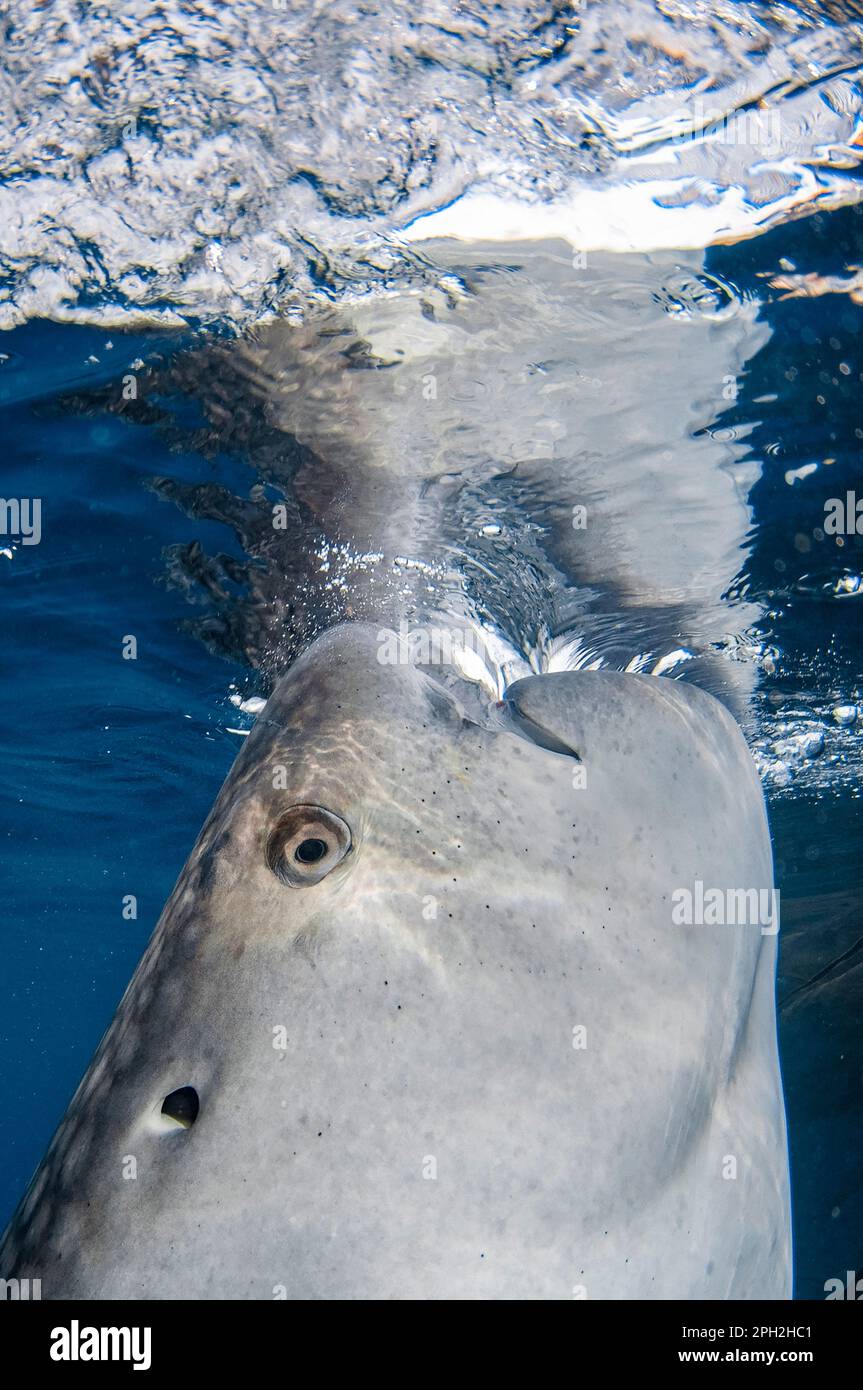Tropical fish ocean raft hi-res stock photography and images - Alamy