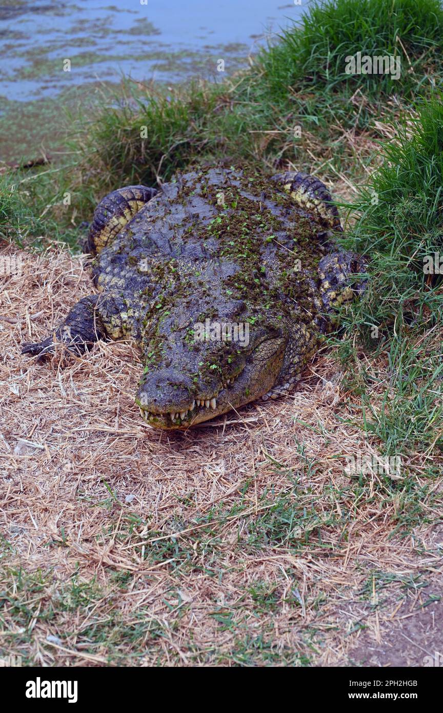 A Nile Crocodile on the ground, at Kalimba Reptile Farm, Lusaka, Zambia ...