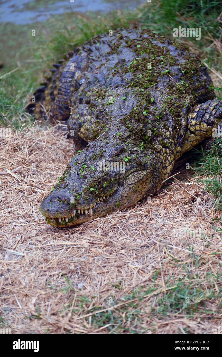 A Nile Crocodile on the ground, at Kalimba Reptile Farm, Lusaka, Zambia ...