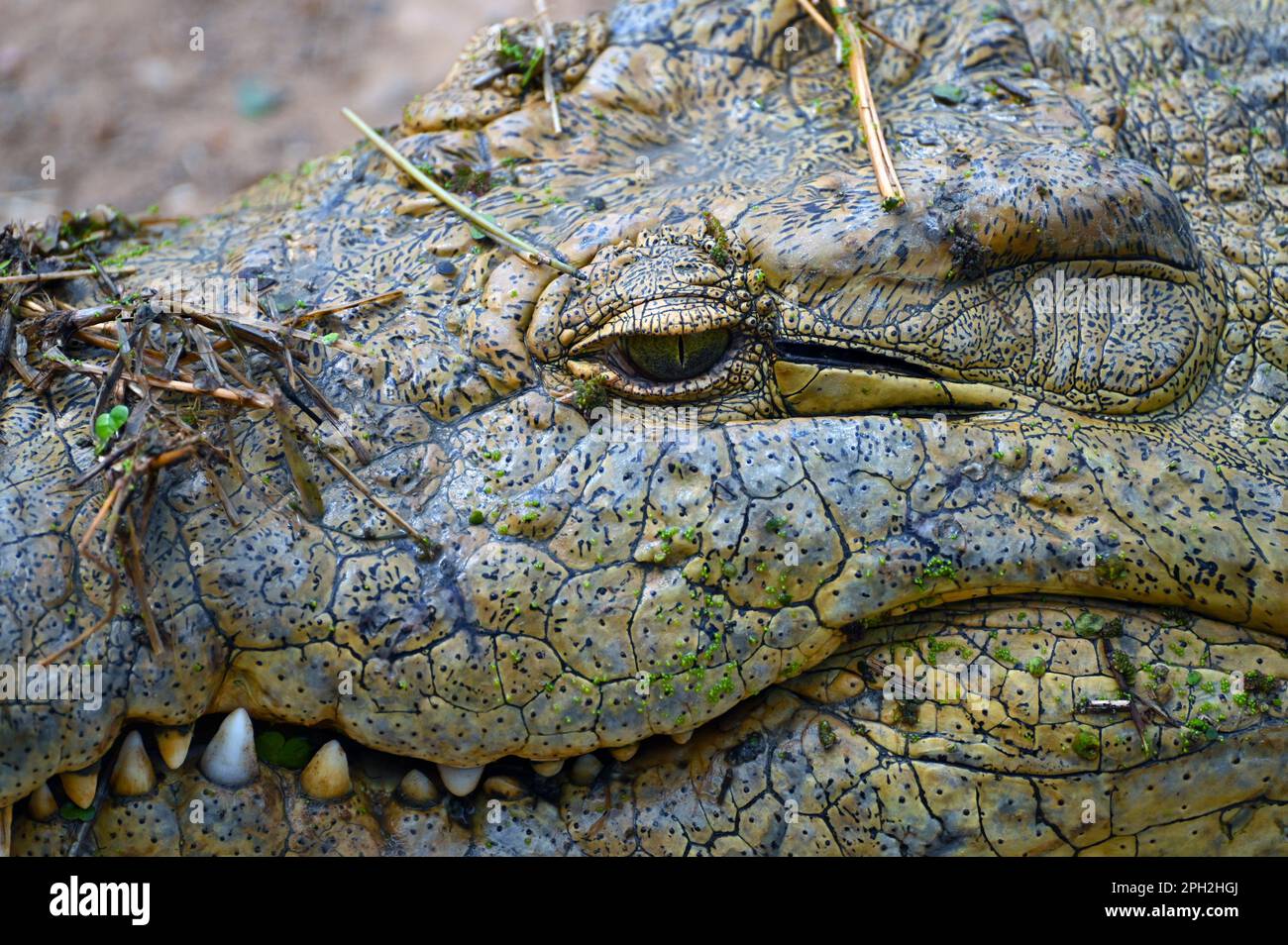 Close up of the head of a Nile Crocodile, showing teeth and other ...