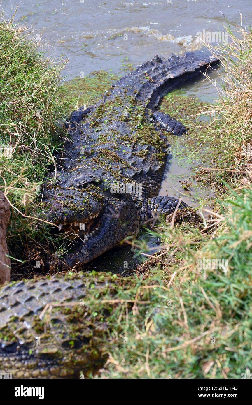 A Nile Crocodile on the ground, at Kalimba Reptile Farm, Lusaka, Zambia ...